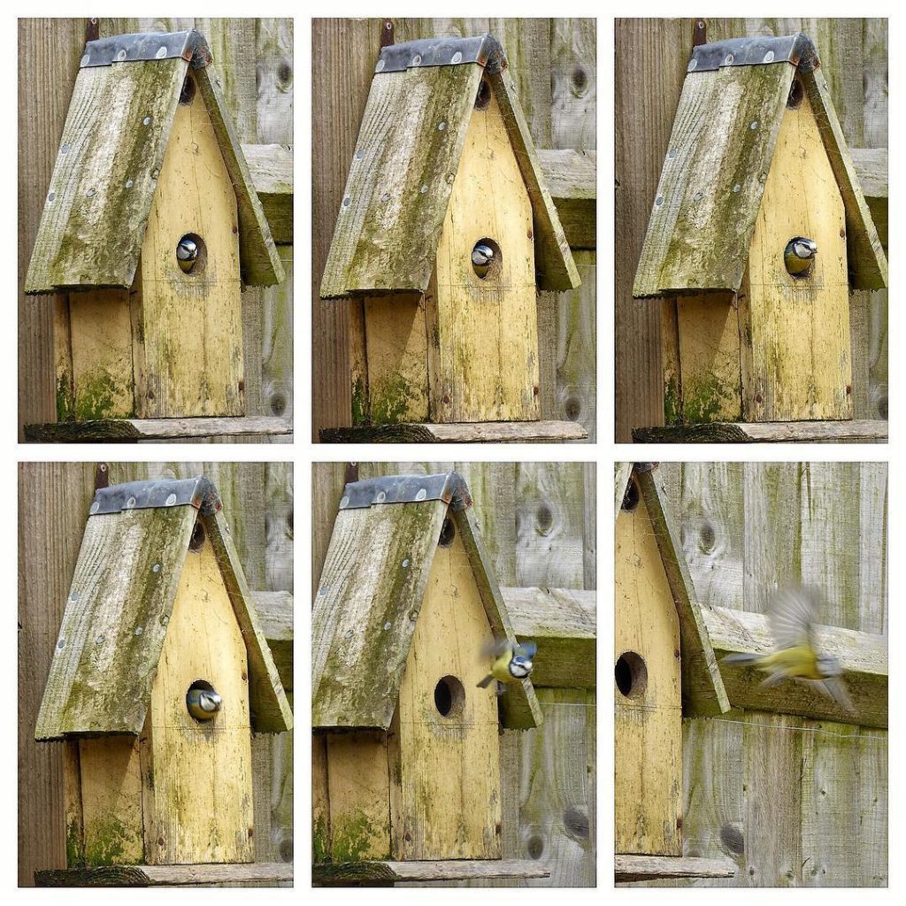 How to put up a nest box - Happy Beaks Blog