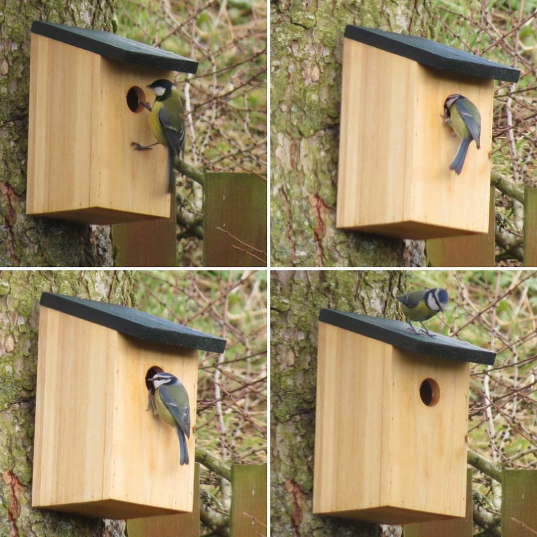 How to put up a nest box - Happy Beaks Blog