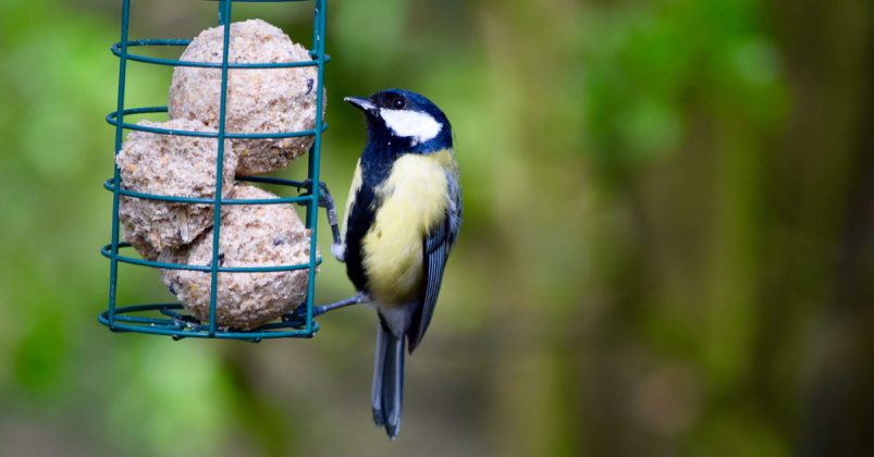 6 things to know about garden bird suet - Happy Beaks Blog