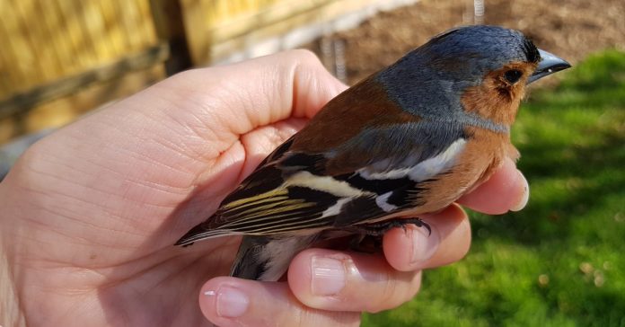What to do when a bird hits your window - Happy Beaks Blog