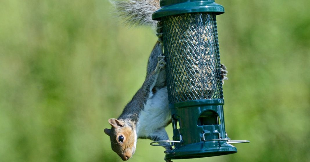 How to squirrel-proof your bird feeders - Happy Beaks Blog