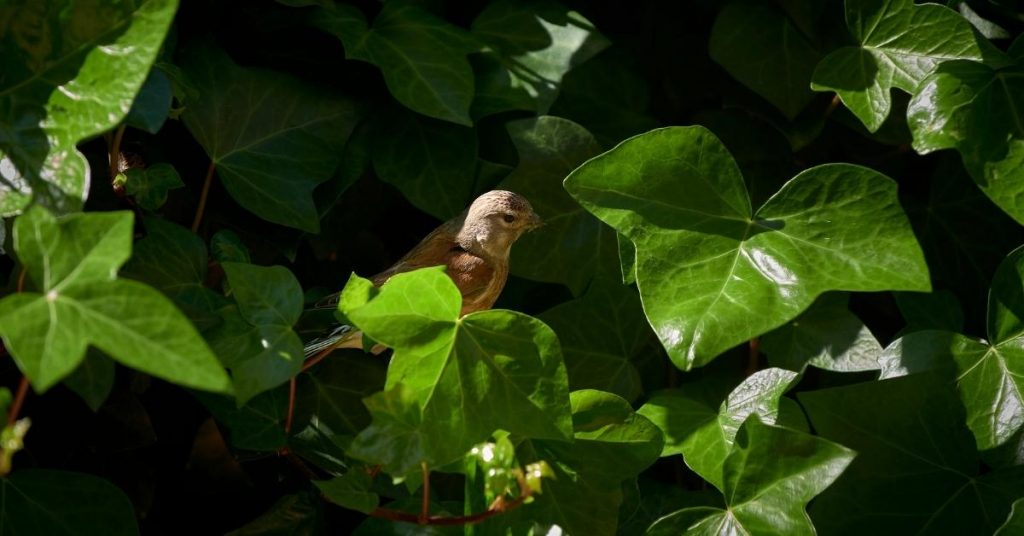 How to help wildlife in hot weather - Happy Beaks Blog