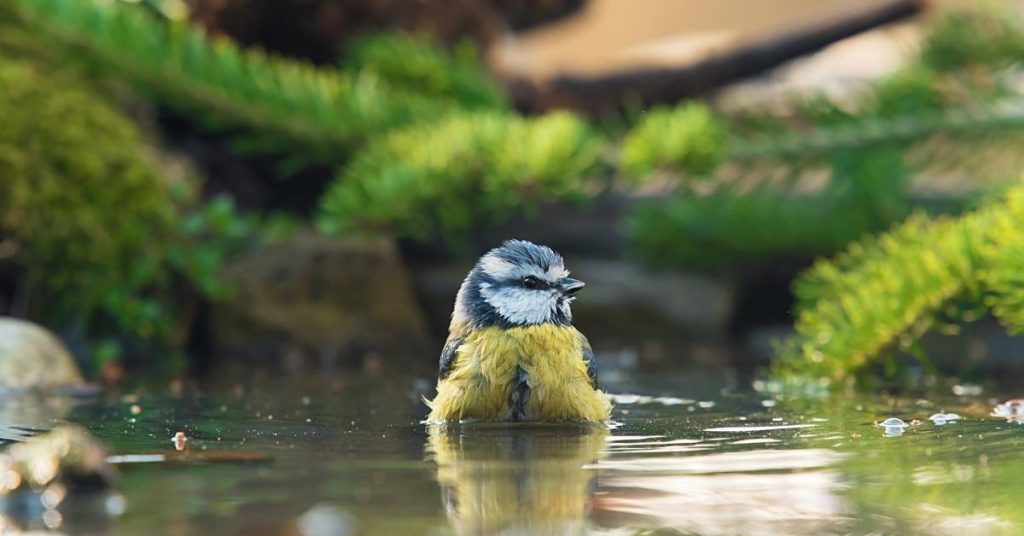 How to help wildlife in hot weather - Happy Beaks Blog