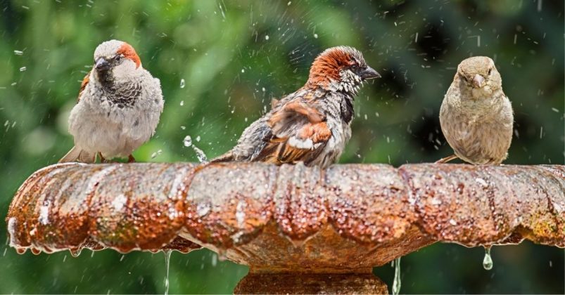How to help wildlife in hot weather - Happy Beaks Blog