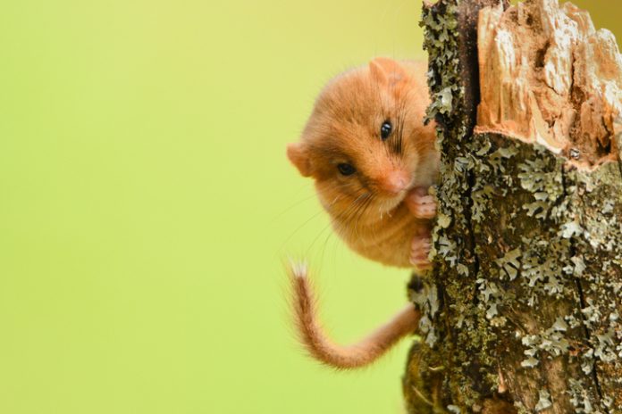 8 of the UK's Rarest Animals - Happy Beaks Blog