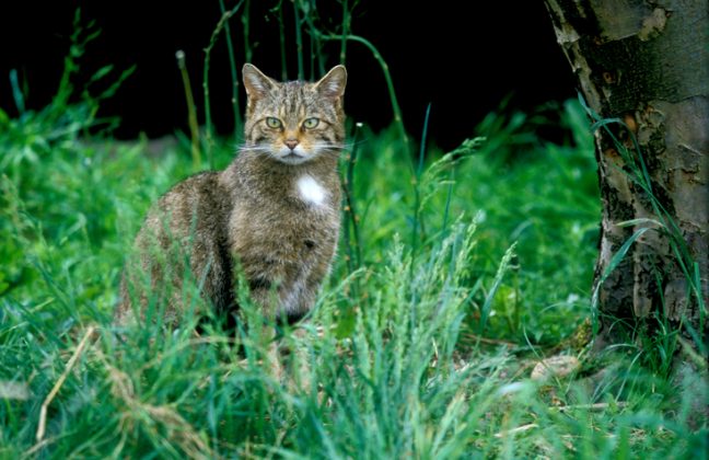 8 of the UK's Rarest Animals - Happy Beaks Blog