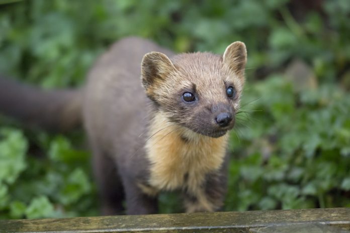 8 of the UK's Rarest Animals - Happy Beaks Blog