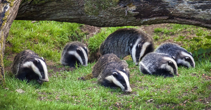 8 interesting facts about badgers - Happy Beaks Blog