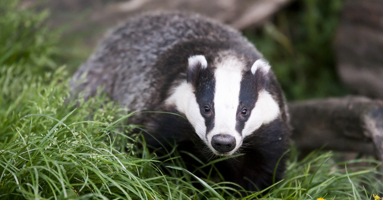 8 interesting facts about badgers - Happy Beaks Blog