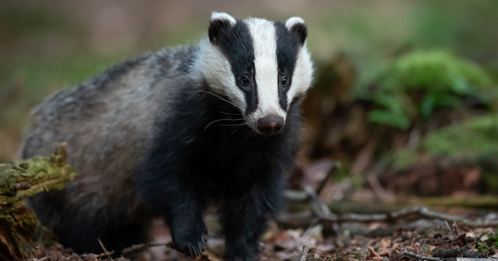 8 interesting facts about badgers - Happy Beaks Blog