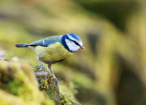 Bird Profile: Blue Tit - Happy Beaks Blog