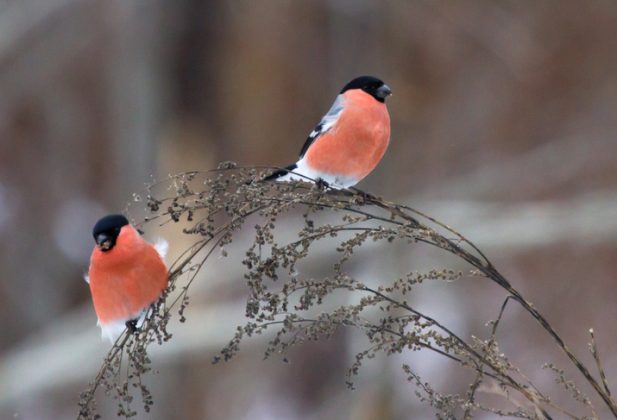 Top 10 Facts About Bullfinches - Happy Beaks Blog
