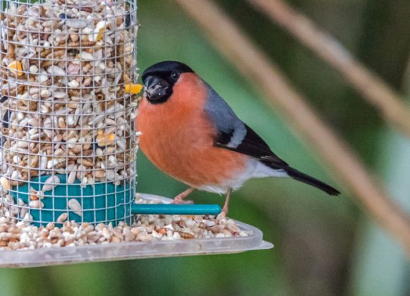 Top 10 Facts About Bullfinches - Happy Beaks Blog