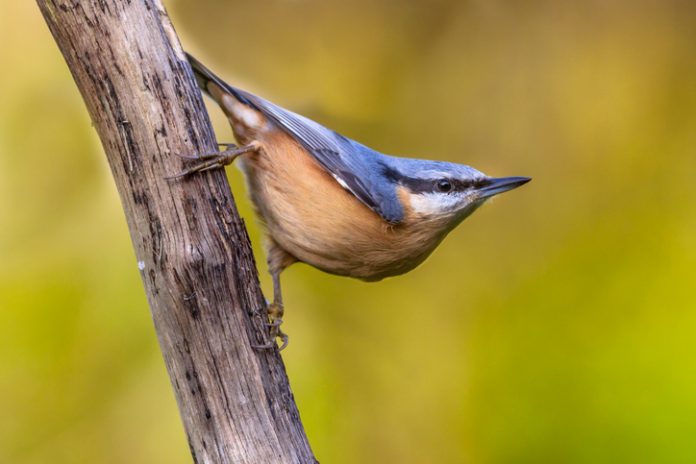Bird Profile: Nuthatch - Happy Beaks Blog