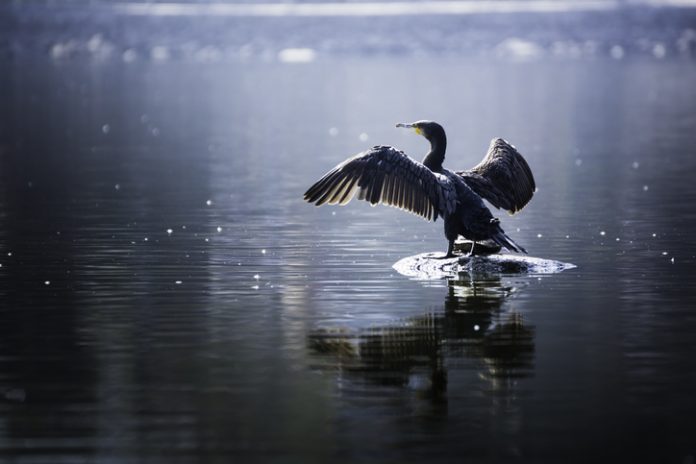 The Birds of The Twelve Days of Christmas - Happy Beaks Blog
