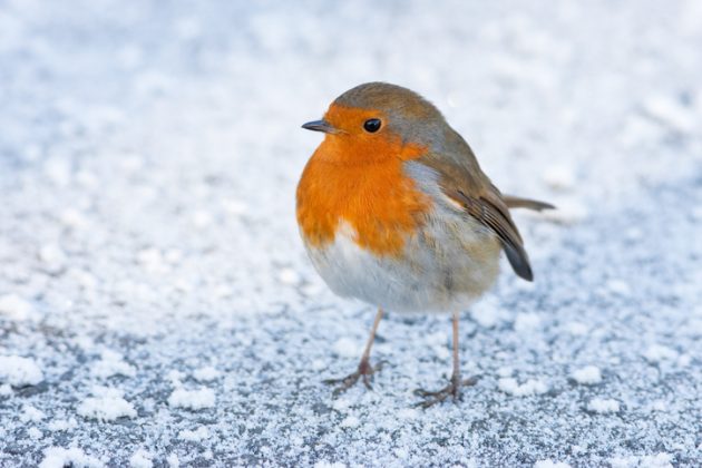 TOP 10 FACTS ABOUT ROBINS - Happy Beaks Blog