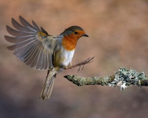 TOP 10 FACTS ABOUT ROBINS - Happy Beaks Blog