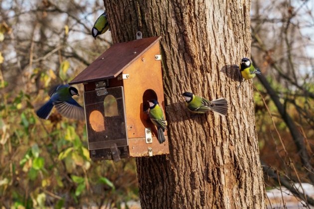 Preparing Your Garden for Spring Wildlife - Happy Beaks Blog