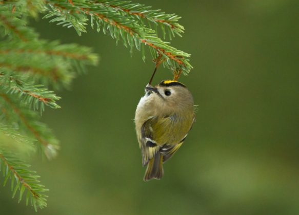 Top 10 Facts About Goldcrests - Happy Beaks Blog