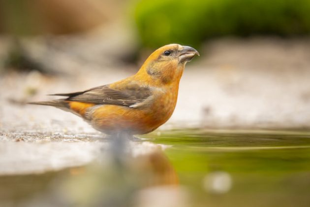 British Finches - An Identification Guide - Happy Beaks Blog