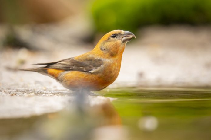 British Finches - An Identification Guide - Happy Beaks Blog
