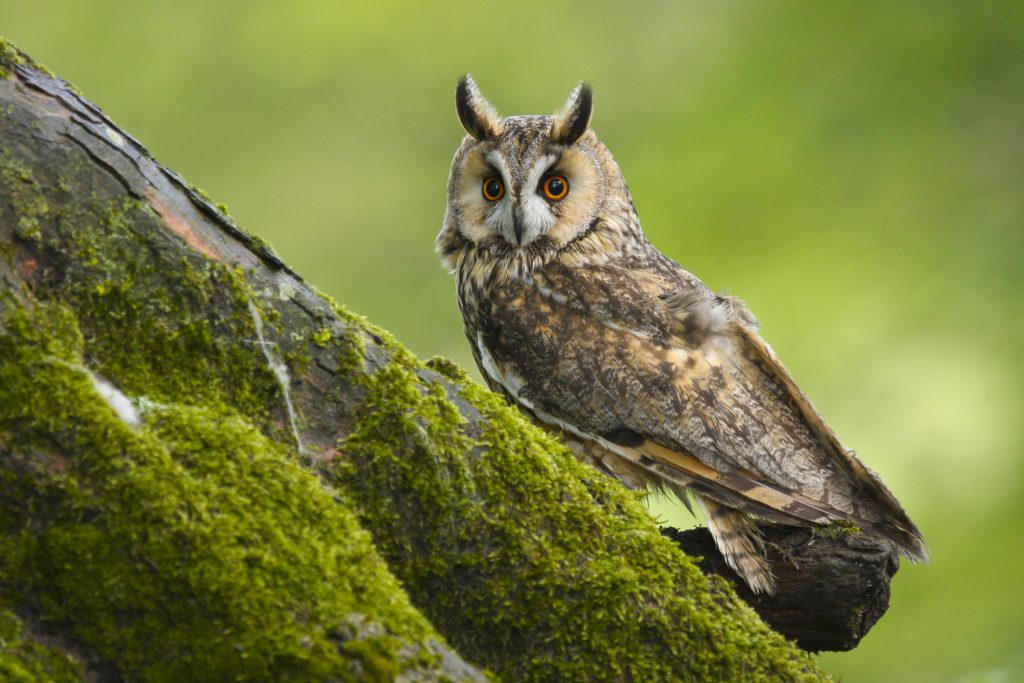 Long Eared Owl (asio otus) - Happy Beaks Blog