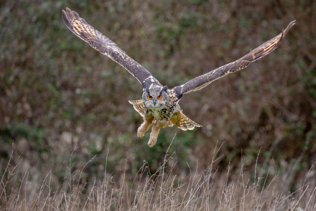 Seven owls you can see in Britain - Happy Beaks Blog