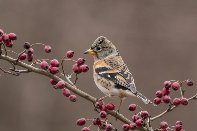 British Finches - An Identification Guide - Happy Beaks Blog
