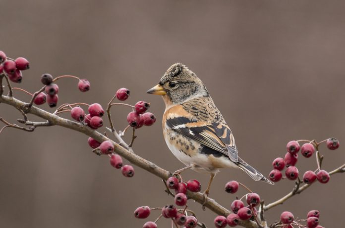 British Finches - An Identification Guide - Happy Beaks Blog