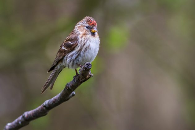 British Finches - An Identification Guide - Happy Beaks Blog