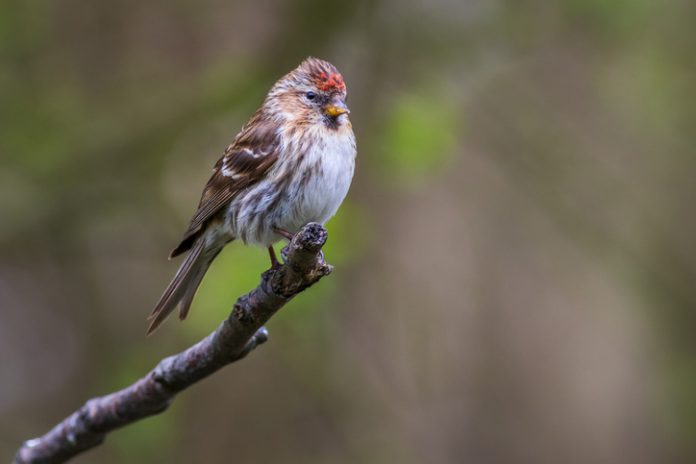 British Finches - An Identification Guide - Happy Beaks Blog