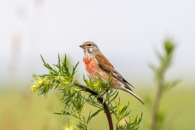British Finches - An Identification Guide - Happy Beaks Blog