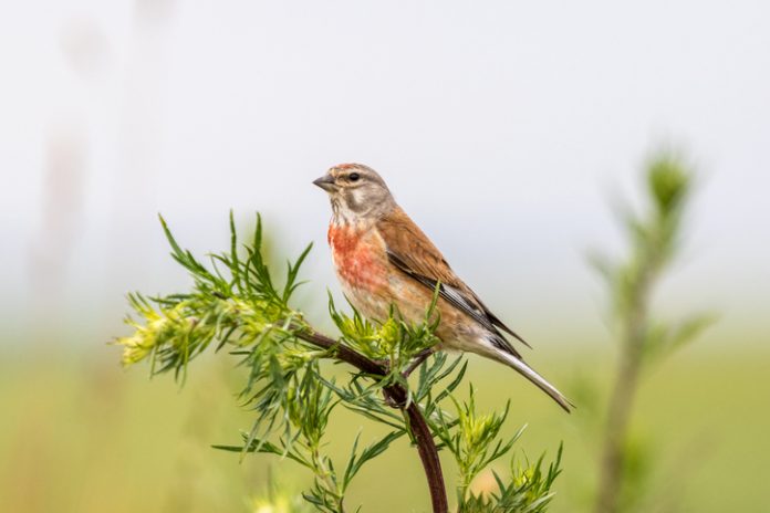 British Finches - An Identification Guide - Happy Beaks Blog