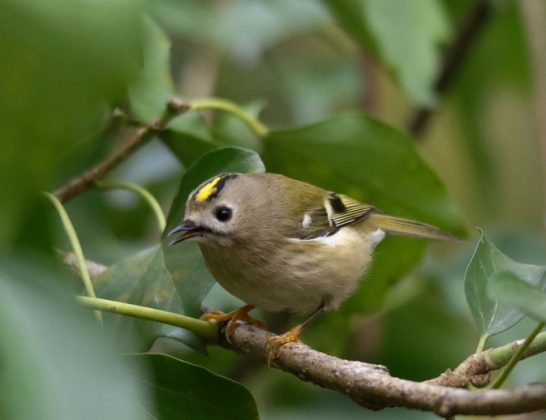 Top 10 Facts About Goldcrests - Happy Beaks Blog