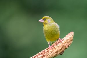 British Finches - An Identification Guide - Happy Beaks Blog