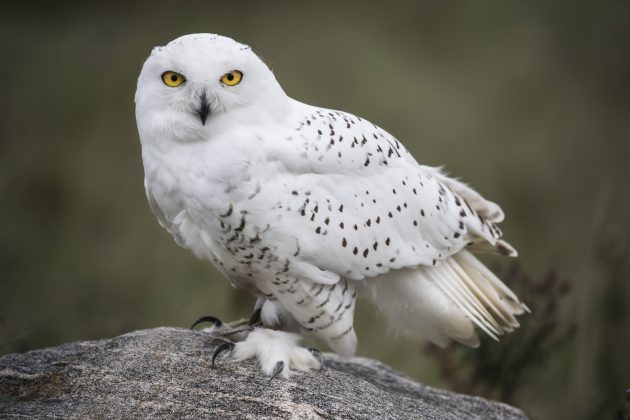 Seven owls you can see in Britain - Happy Beaks Blog