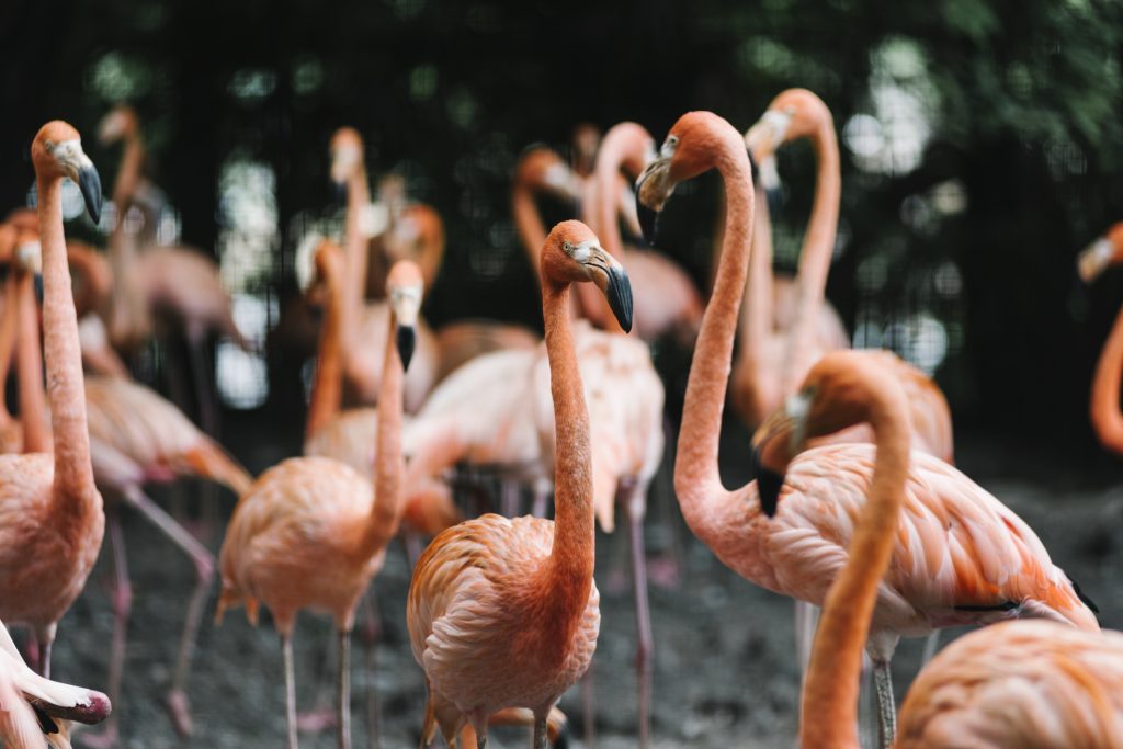 A group of flamingo gathered around - Happy Beaks Blog