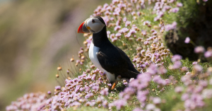 8 Unusual British Birds - Happy Beaks Blog