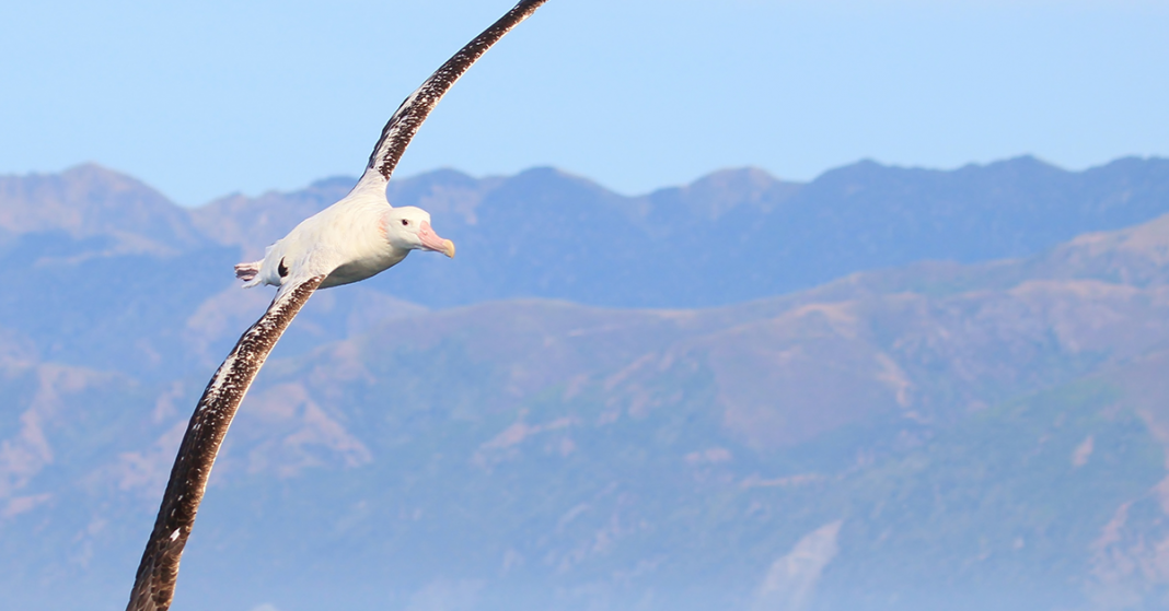 5 Superstitions About Birds - Happy Beaks Blog