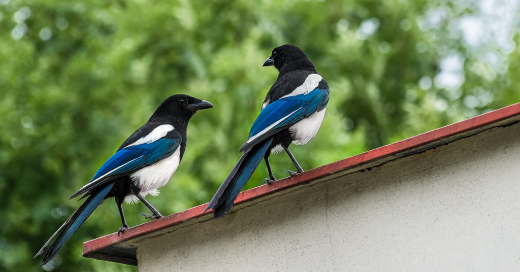 5 Superstitions About Birds - Happy Beaks Blog