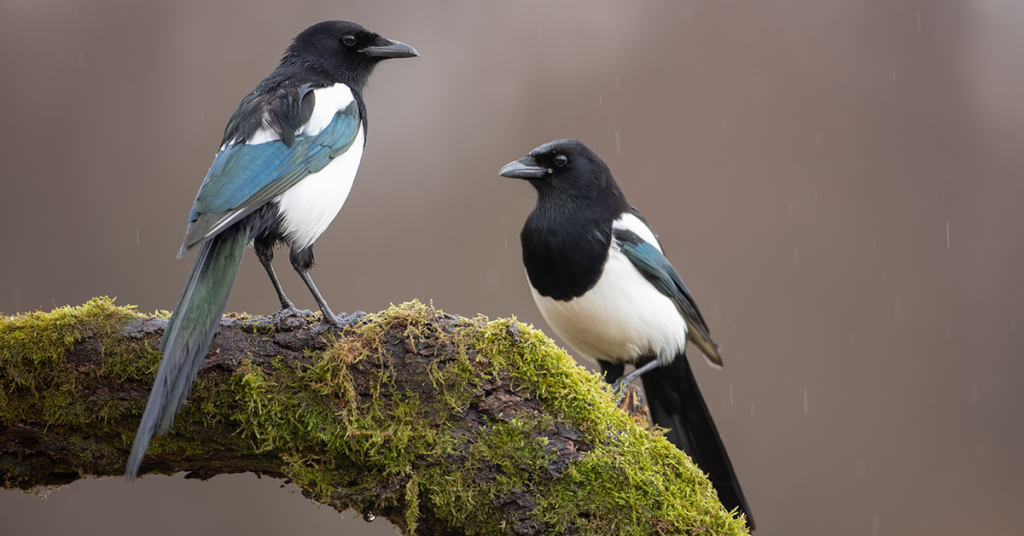 5 Superstitions About Birds - Happy Beaks Blog