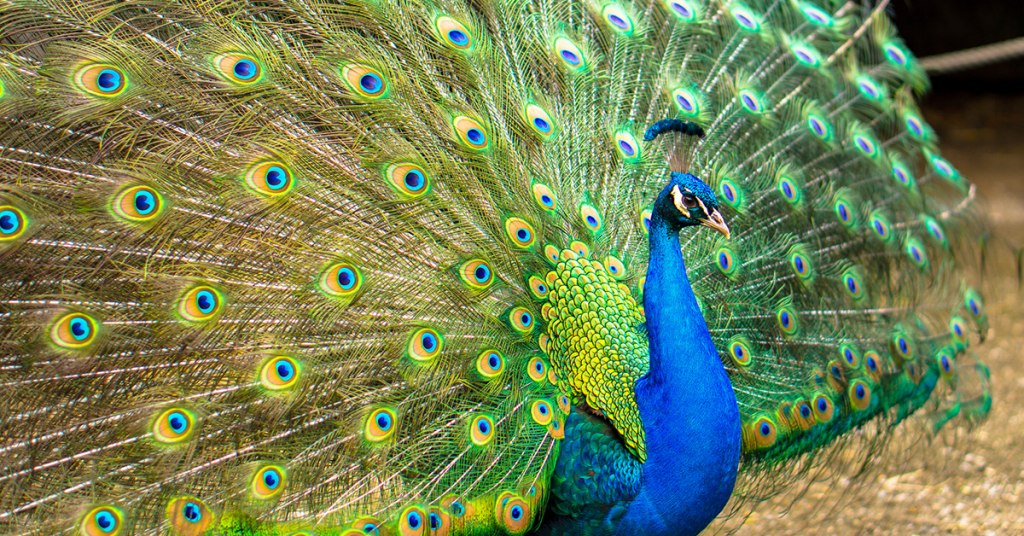 Peacock - Happy Beaks Blog
