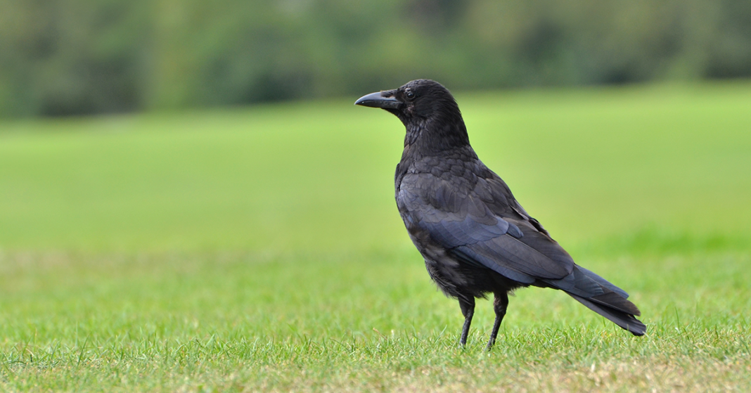 How to tell corvids apart - Happy Beaks Blog