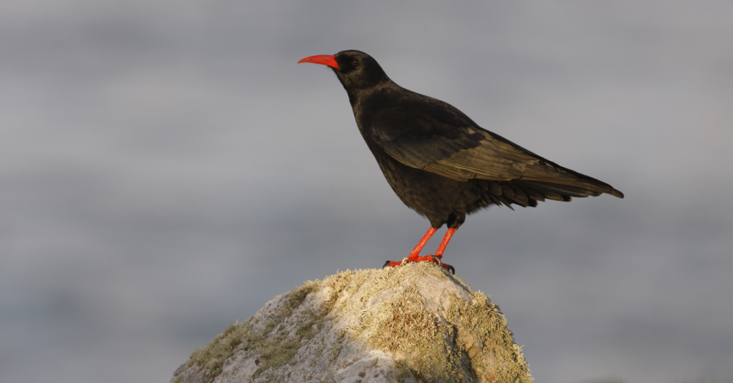 How to tell corvids apart - Happy Beaks Blog