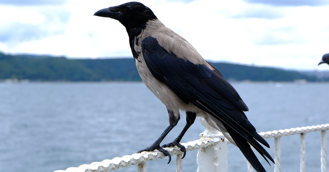 How to tell corvids apart - Happy Beaks Blog
