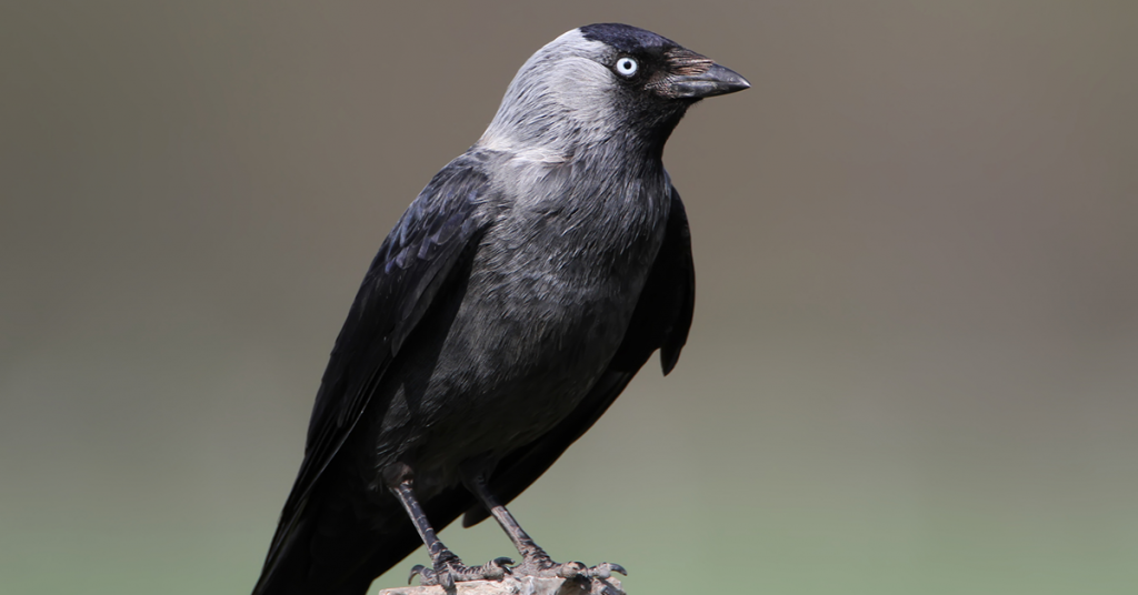 How to tell corvids apart - Happy Beaks Blog