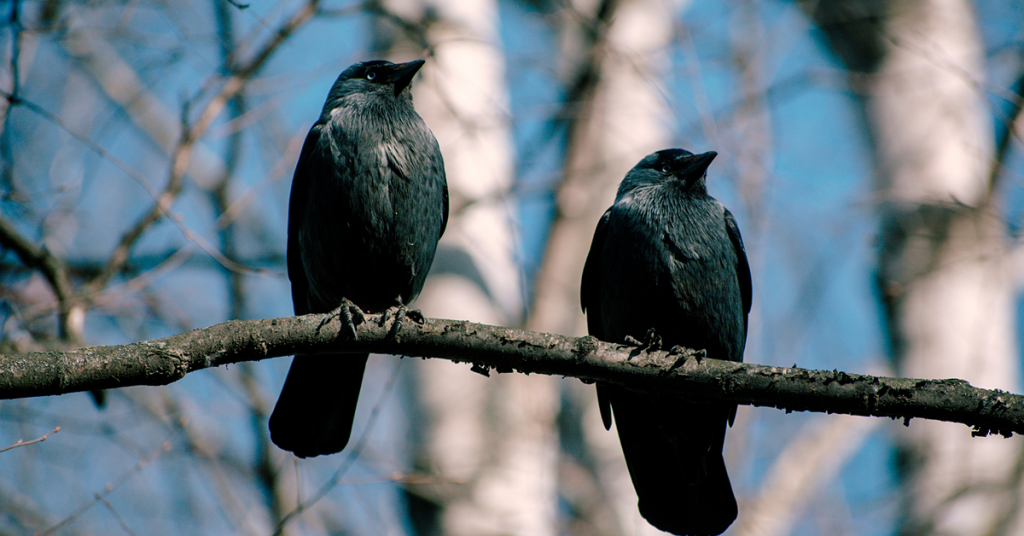 How to tell corvids apart - Happy Beaks Blog