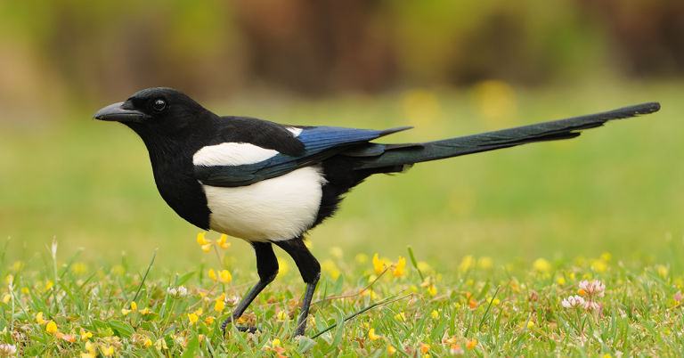 How to tell corvids apart - Happy Beaks Blog
