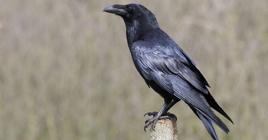 How to tell corvids apart - Happy Beaks Blog