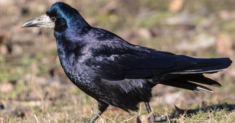 How to tell corvids apart - Happy Beaks Blog